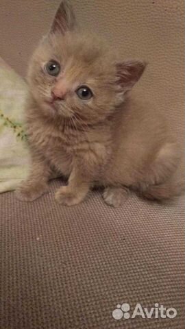 Шотландская прямоухая девчушка