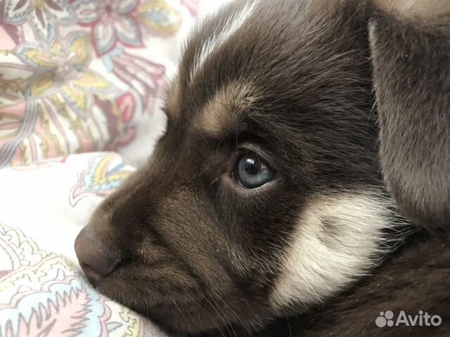 Отдам щенка бесплатно