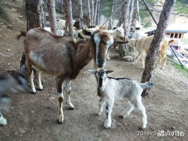 Продаю коз молочных и на мясо