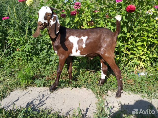 Козлики битал 100 из Пакистана