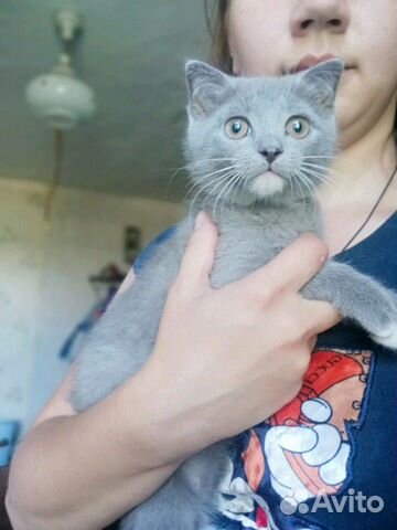 Найден котёнок