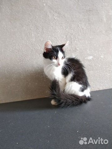 Кошечка 4 мес в дар
