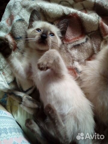 Сиамские котята