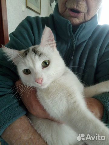 Кот 1 год