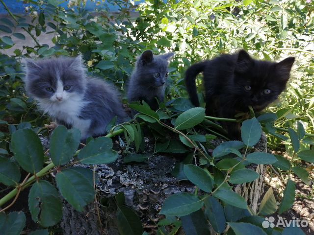 Отдам в добрые руки