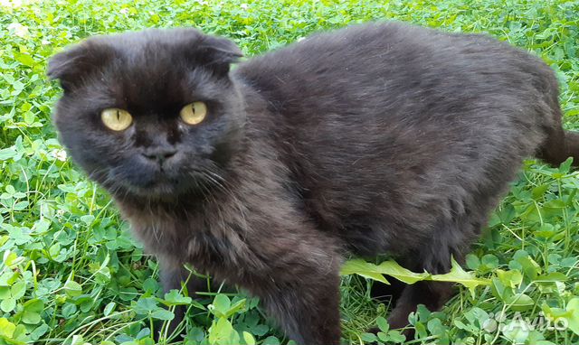 Вислоухая красавица ищет хозяина