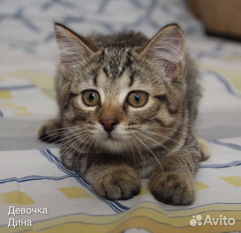 Диночка, чудесная кошечка (3 мес) хочет домой)