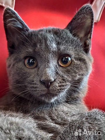 Нибелунг котята
