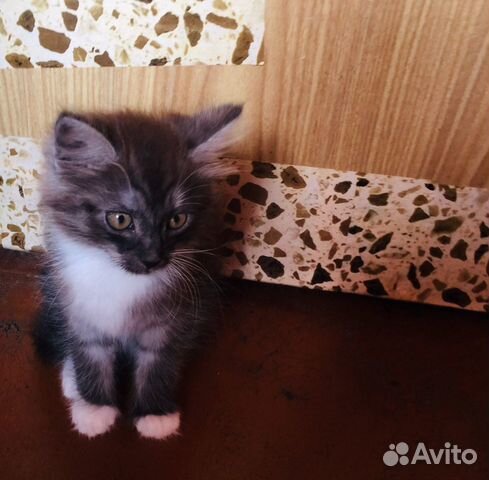 Кошечка Констанция