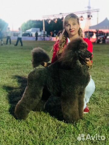 Шоколадные пуделята