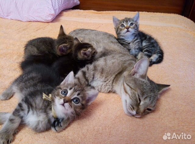 Умнички-красотулечки