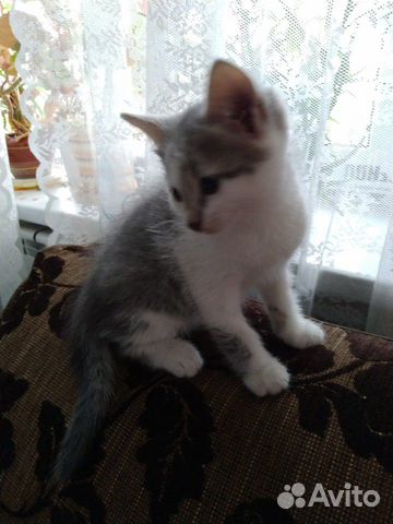 Отдам даром котенка, девочка