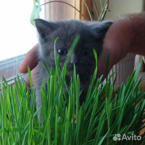 Кошечка