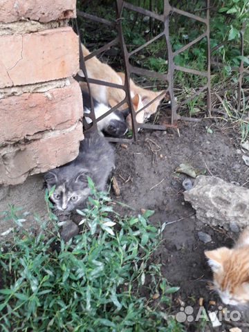 В добрые руки котята