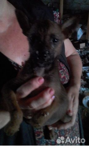 Щенки в добрые руки