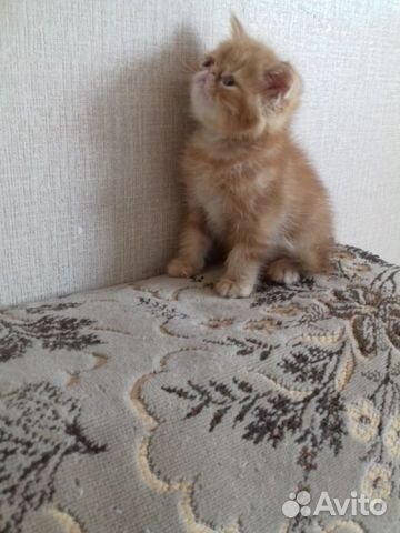 Экзотический короткошерстный мальчик