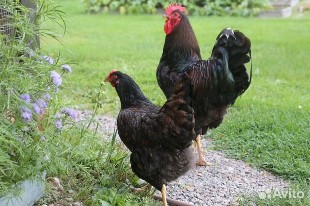 Семья Барневельдеров