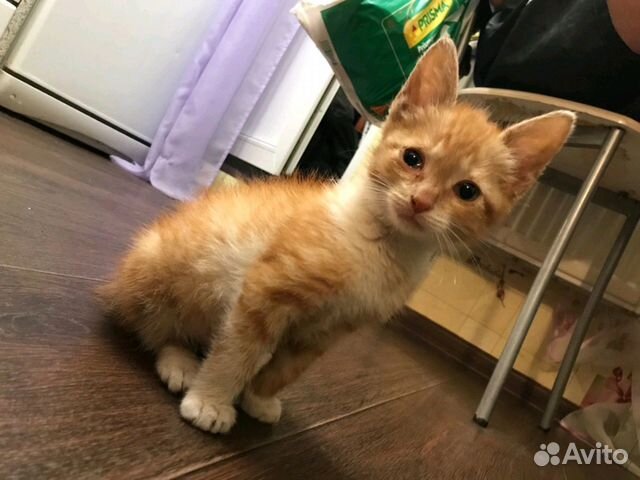 Отдам в добрые руки очень ласкового и умного парня