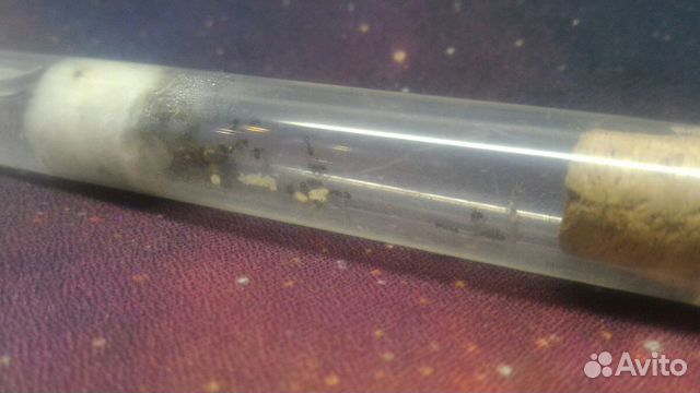 Lasius niger-для формикария