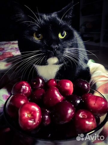 Метис британца