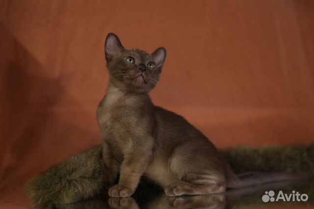 Соболиный котик-обормотик