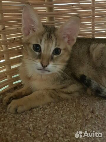 Кошечка чаузи ф1 для разведения