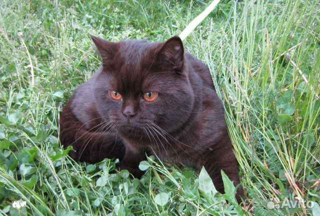 Британская кошка короткошерстная