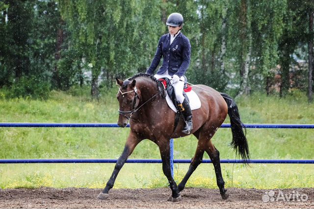 Продам жеребца 2013г.р