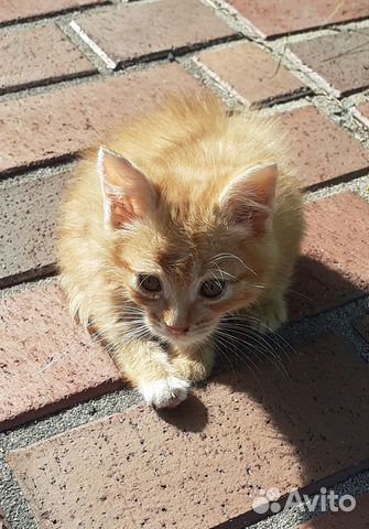 Золотое счастье в дом