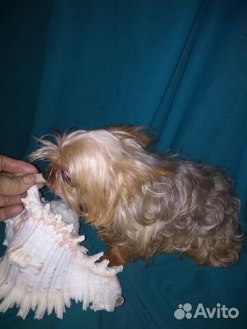 Златовласая девочка 7 мес