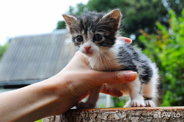 Котята в дар