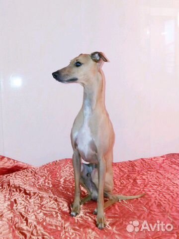 Взрослый кобель левретки