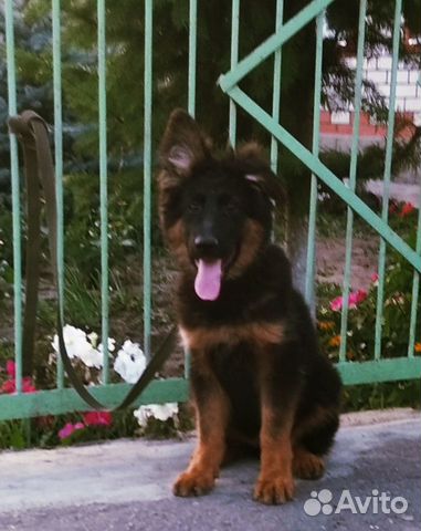 Обученные щенки немецкой овчарки