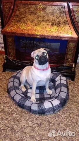 Возьму мопса