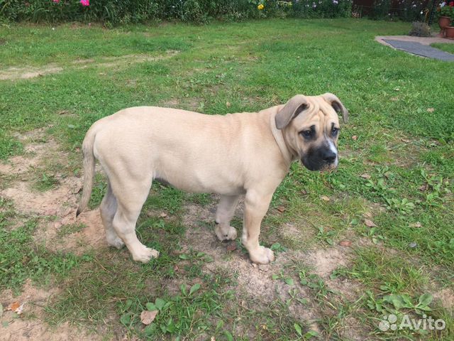 Ка де бо (Майорский мастиф или Перро дого Майоркин