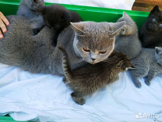 Британские и шотландские вислоухие котята