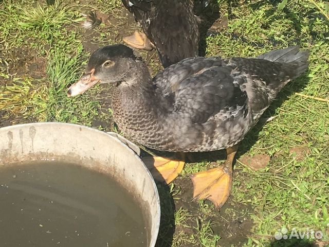 Голубые индоутки