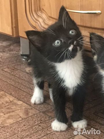 Милые пушистики Котята в добрые руки