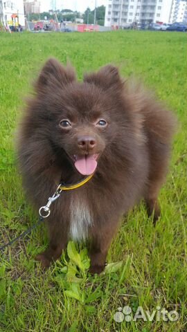 Щенок шоколадного Шпица 11 месяцев