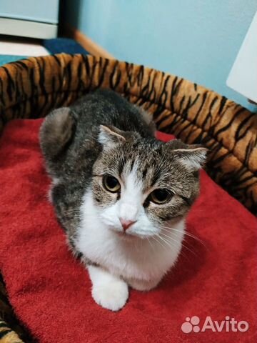 Вислоухая кошечка в добрые руки