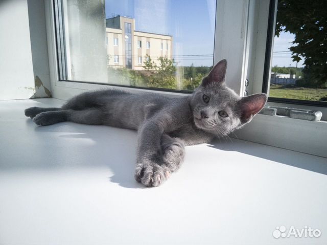 Русский голубой котейка