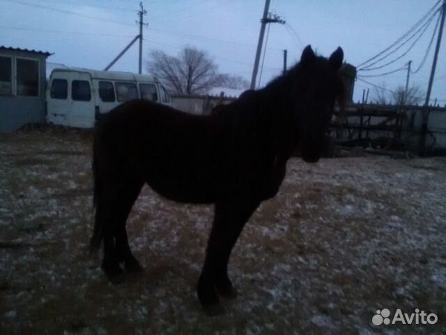 Лошадь с жеребенком