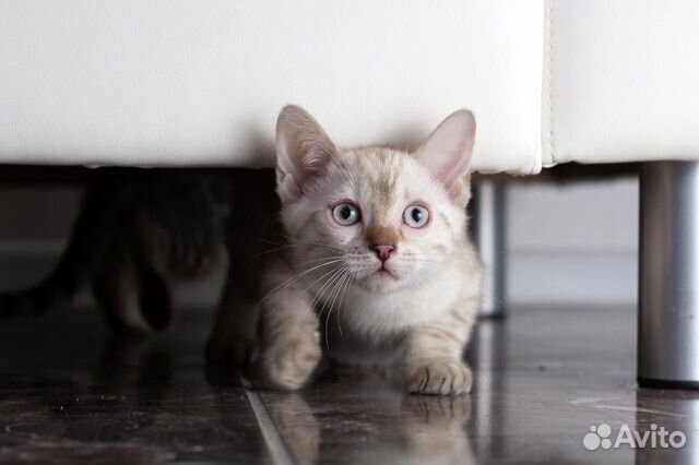 Бенгальские котята