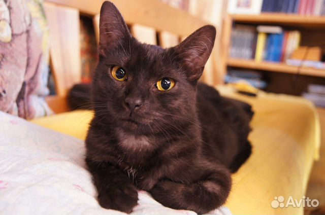 В дар очаровательные друзья