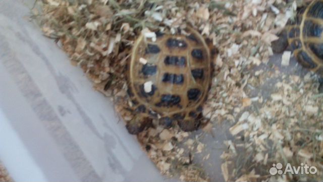 Сухопутная черепаха