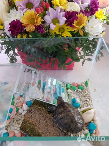 Милая черепашка водная