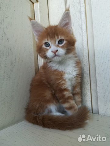 Красивый котенок мейн-кун, мальчик красный мрамор