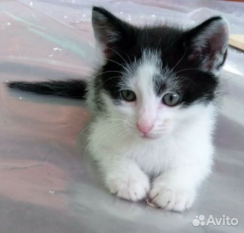 Котята, котёнок