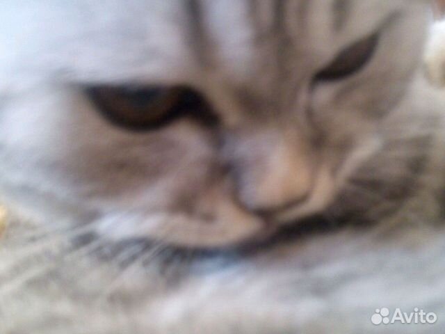 Котик енотик