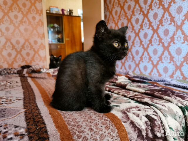 Котята